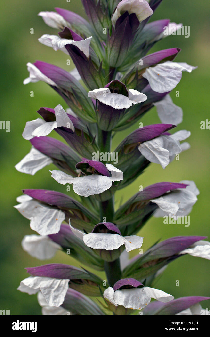 Acanthus mollis hi-res stock photography and images - Alamy
