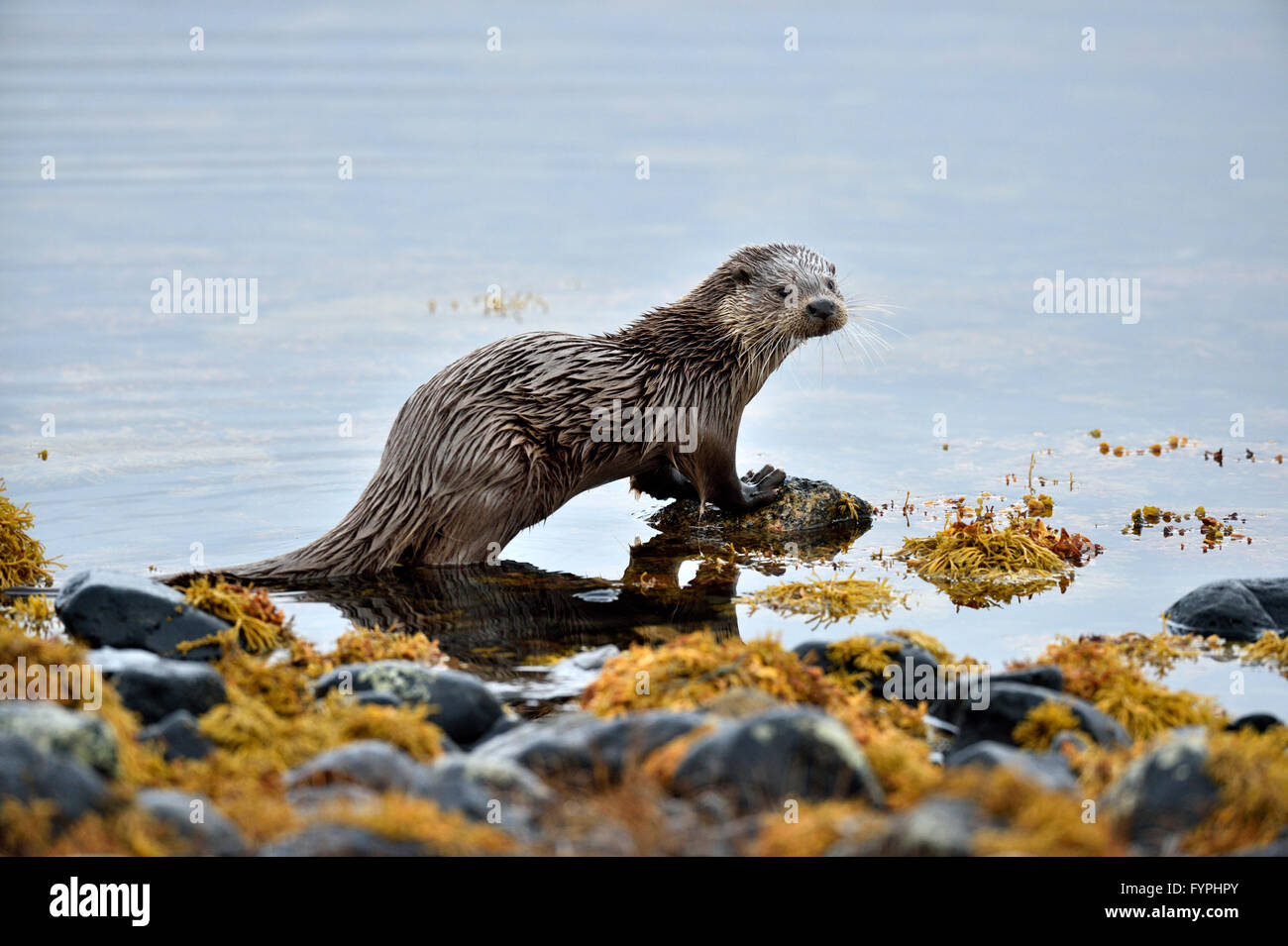 Otter scotland hi-res stock photography and images - Alamy