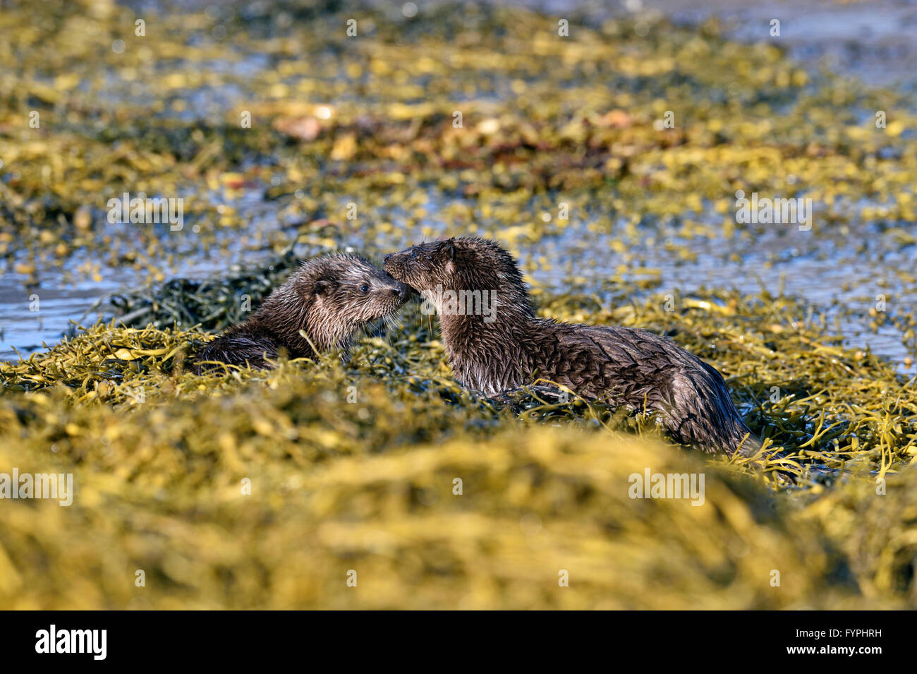 Mull wildlife hi-res stock photography and images - Alamy