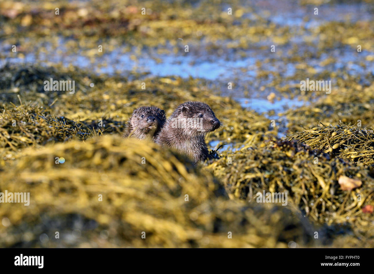 Euorpean Otter (Lutra lutra), Isle of Mull, Scotland, UK Stock Photo ...