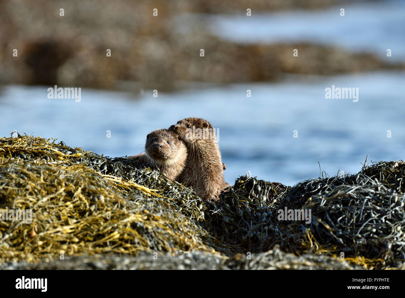 Isle mull scotland otter lutra hi-res stock photography and images - Alamy