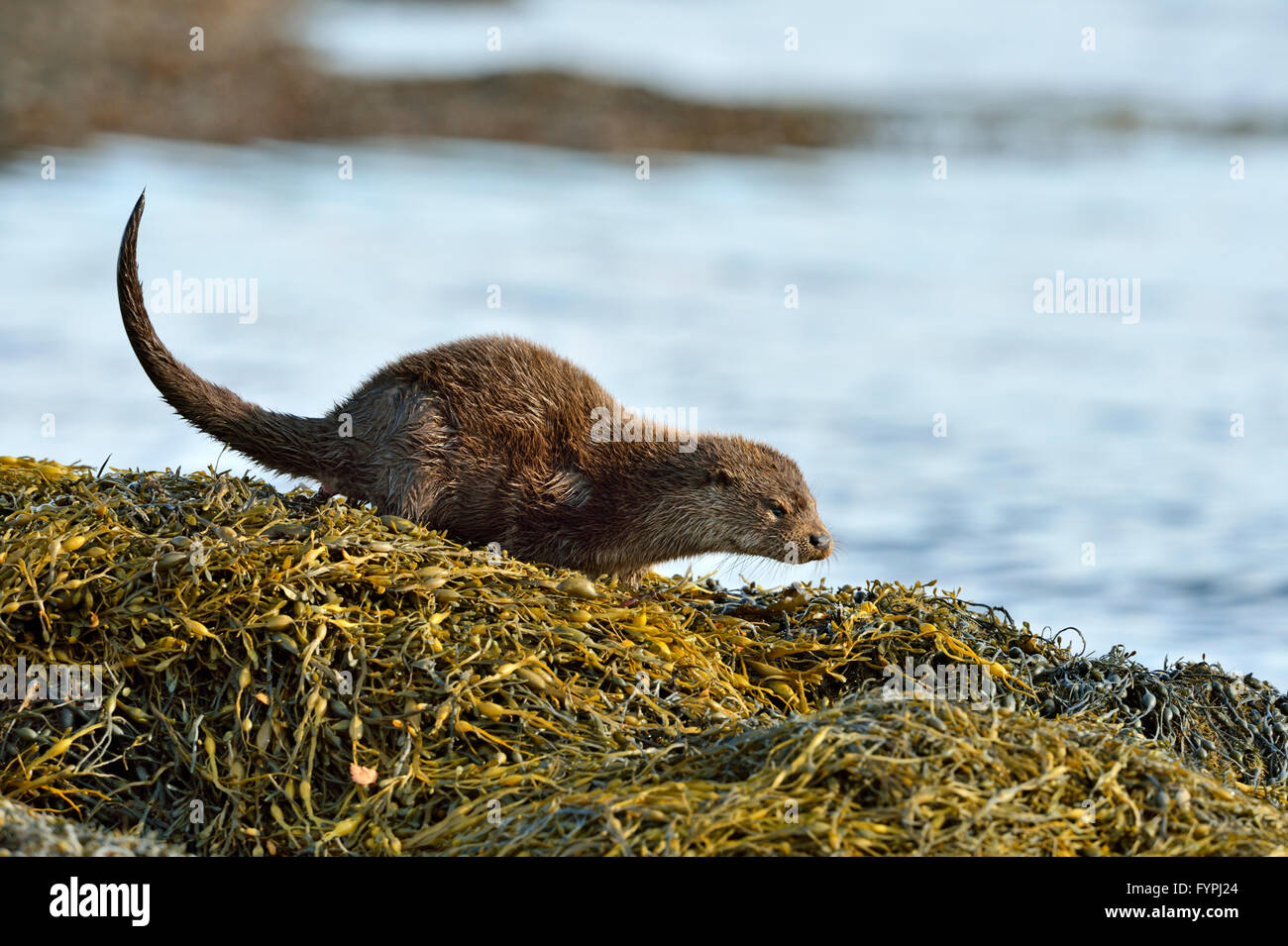 Female otter british wildlife hi-res stock photography and images - Alamy
