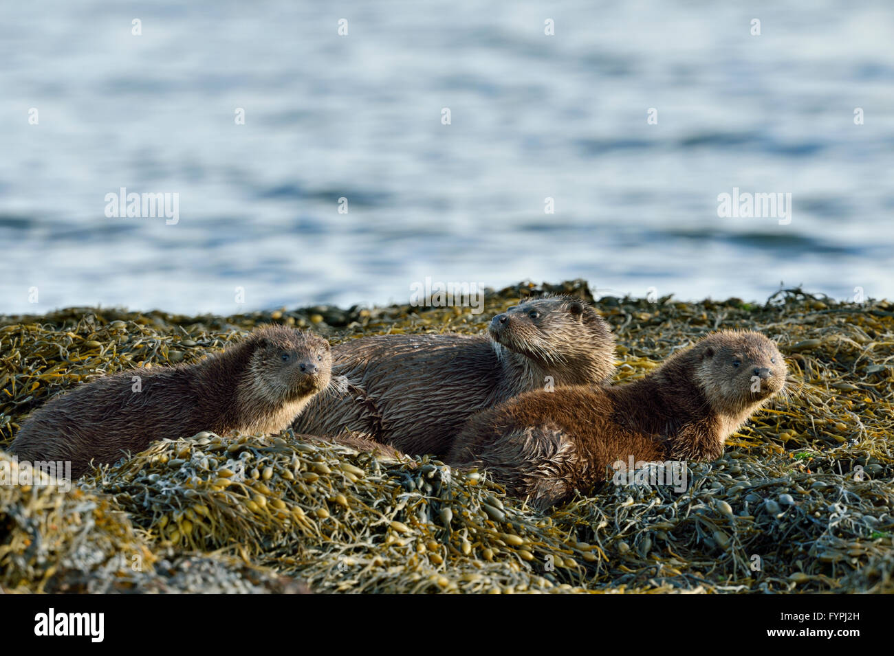 Female sea otters hi-res stock photography and images - Alamy