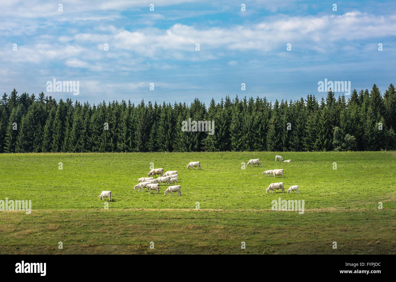 Cows in a green field Stock Photo - Alamy