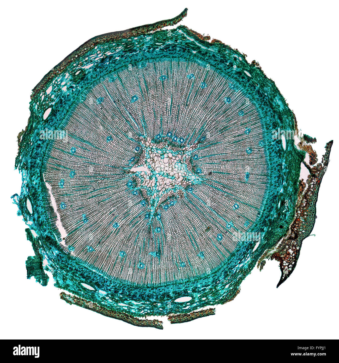 Wood cross section micrograph hi-res stock photography and images - Alamy