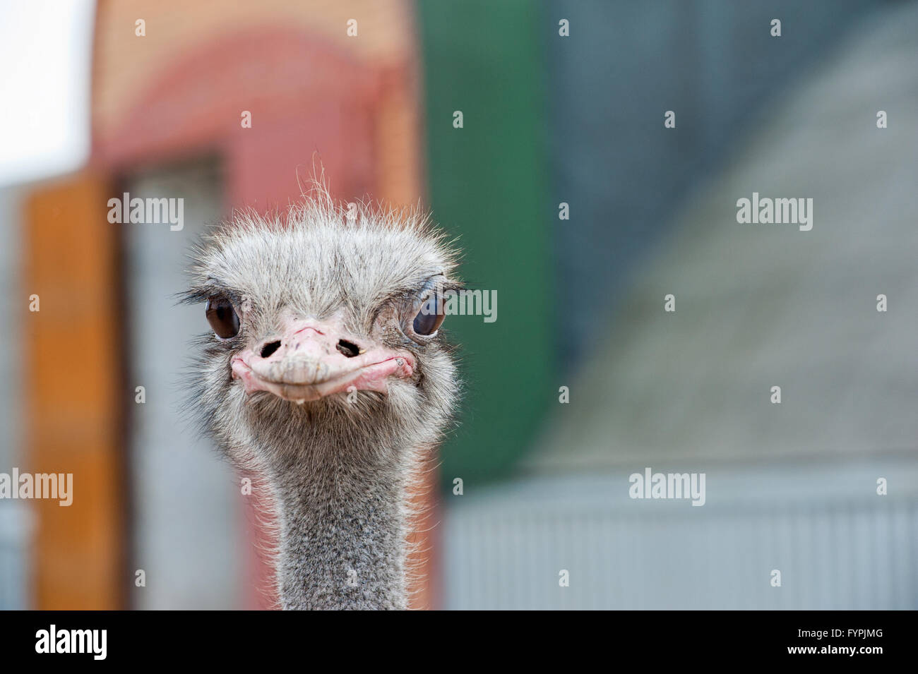Portrait of an ostrich Stock Photo - Alamy