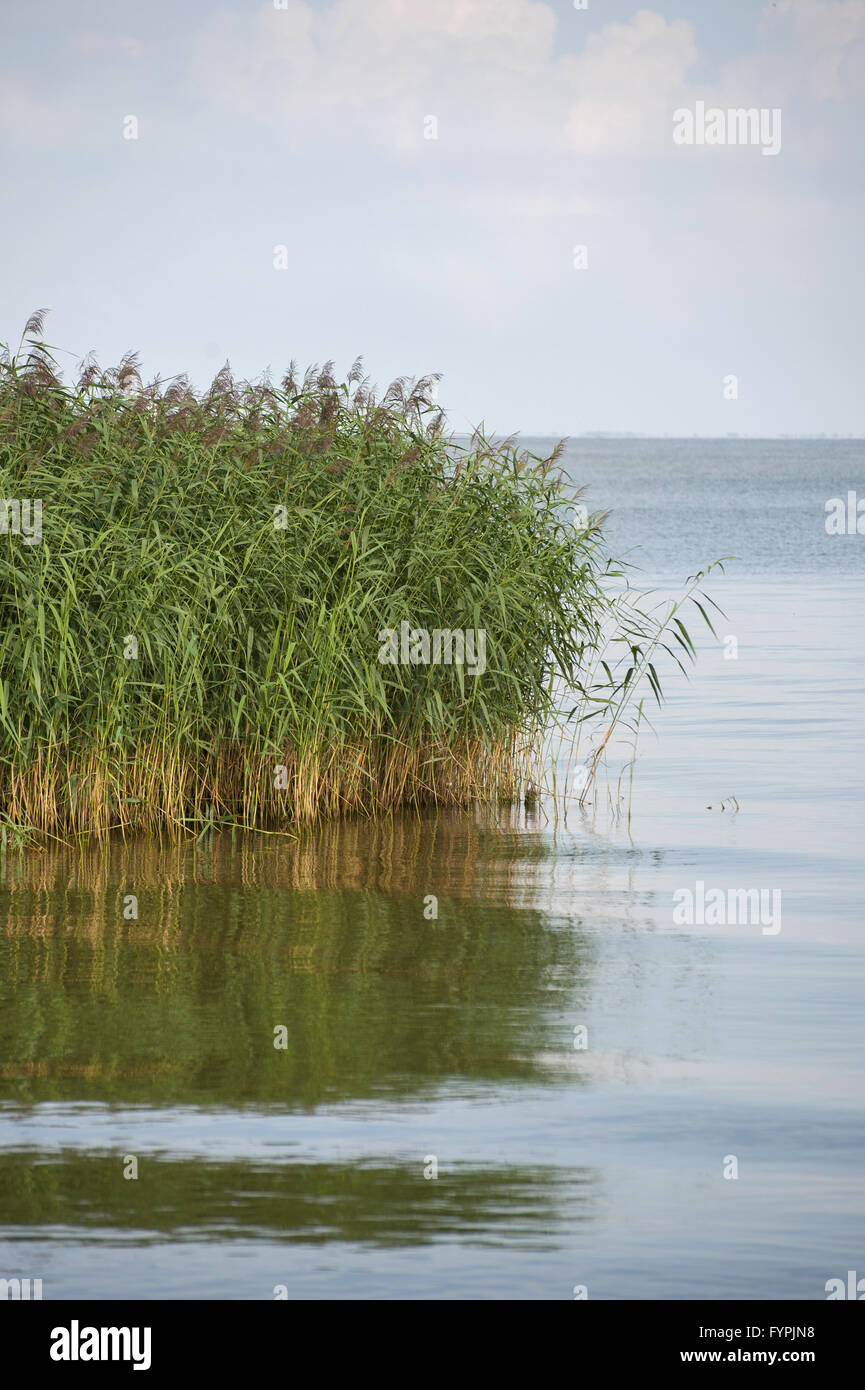 Reeds on the waterfront Stock Photo - Alamy