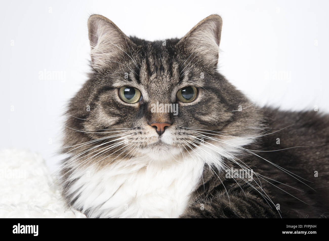 Portrait of a beautiful fluffy cat closeup Stock Photo - Alamy