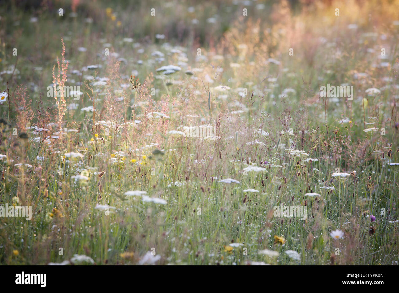Meadow grassland grass hi-res stock photography and images - Alamy