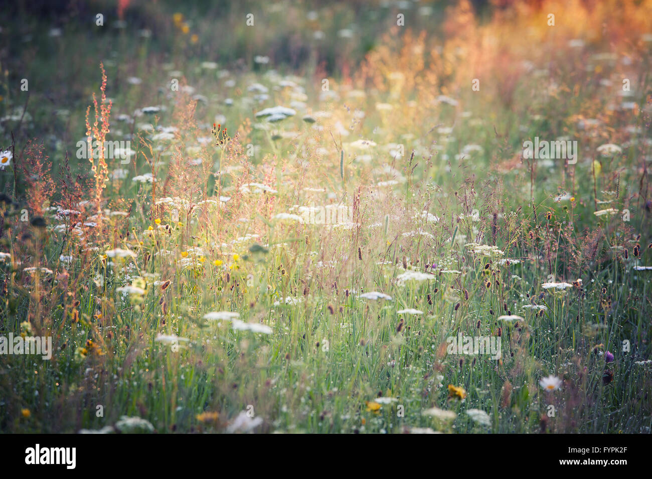 Sunlight plants meadow grass hi-res stock photography and images - Alamy