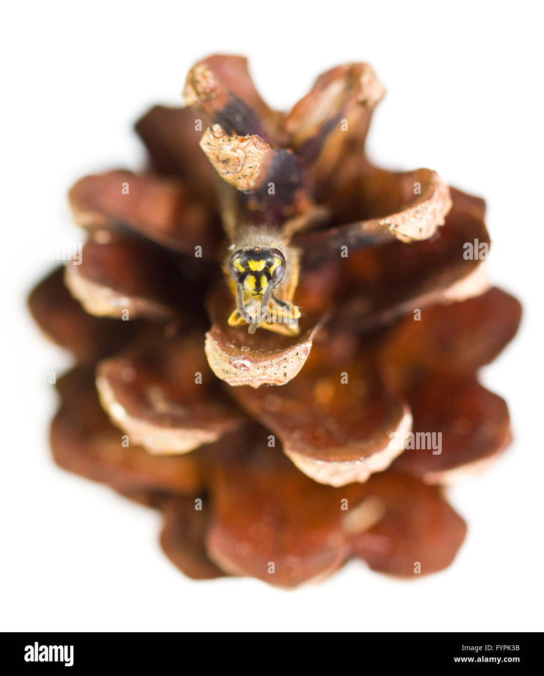 Dead may fly hi-res stock photography and images - Alamy
