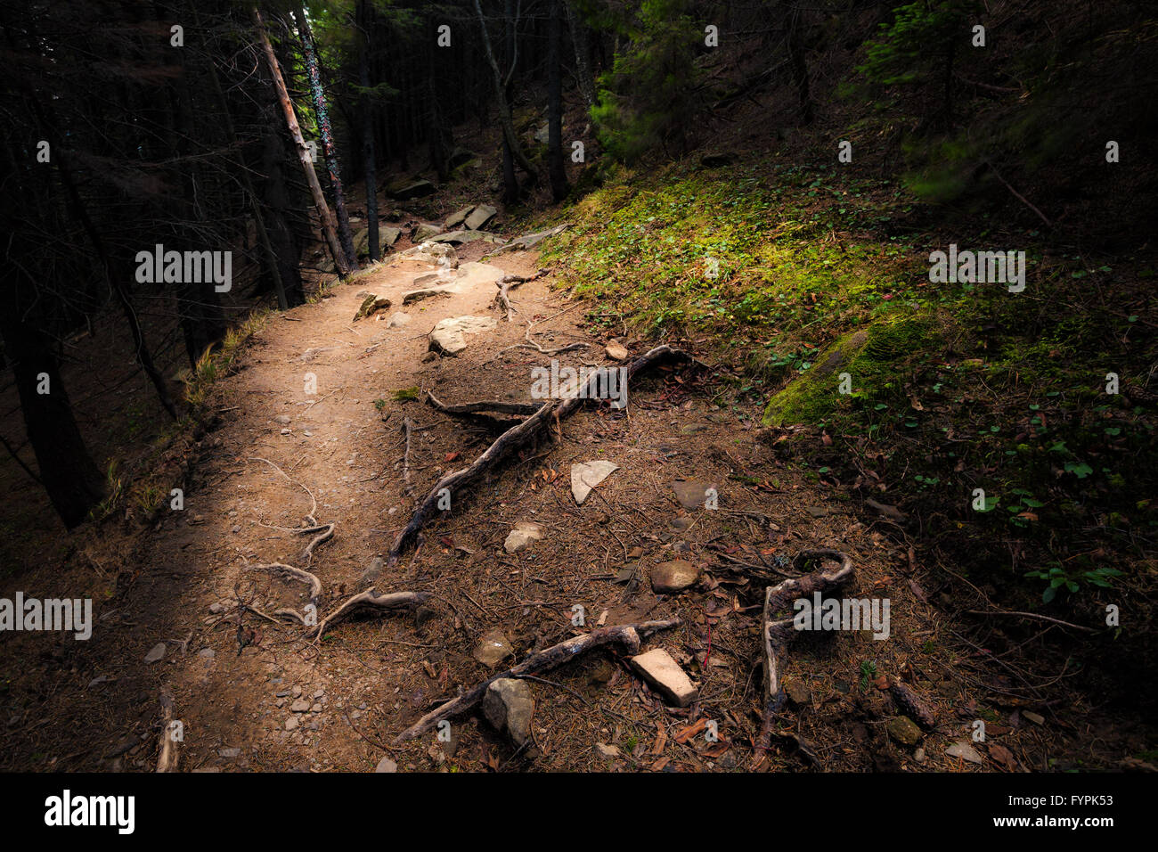 Dark old forest Stock Photo - Alamy