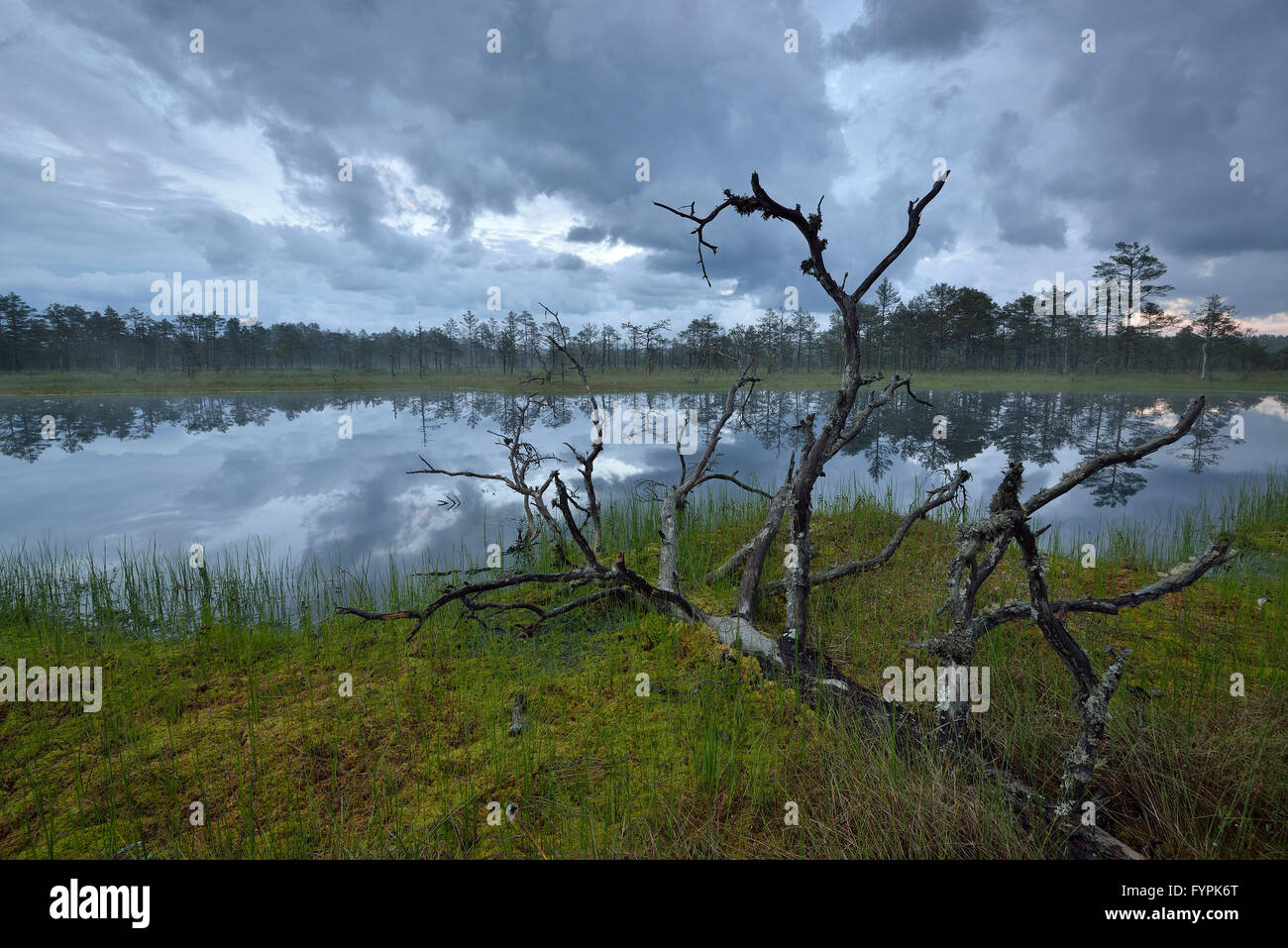 Tree marsh hi-res stock photography and images - Alamy
