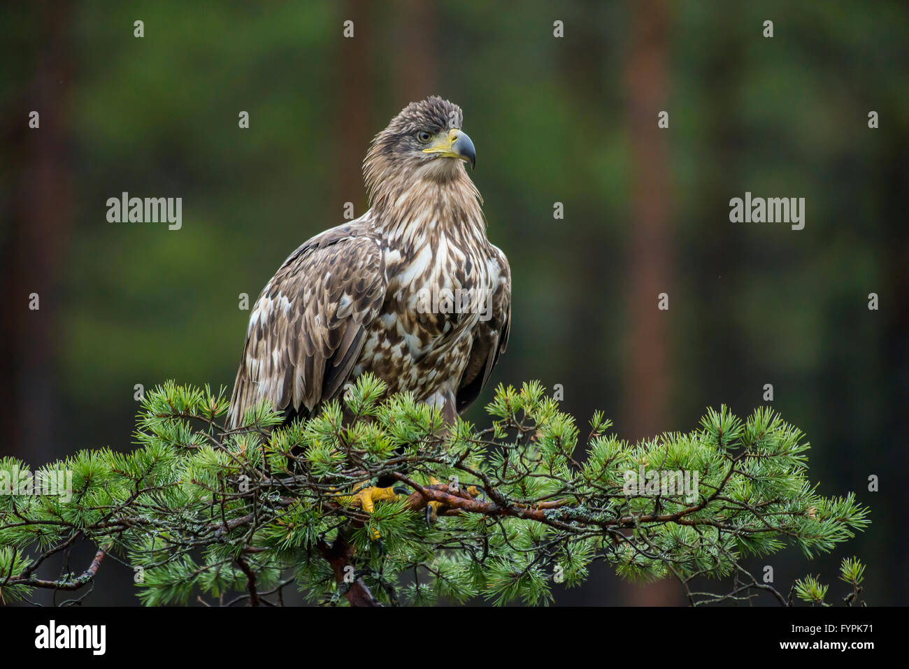 White tailed eagle on tree hi-res stock photography and images - Alamy