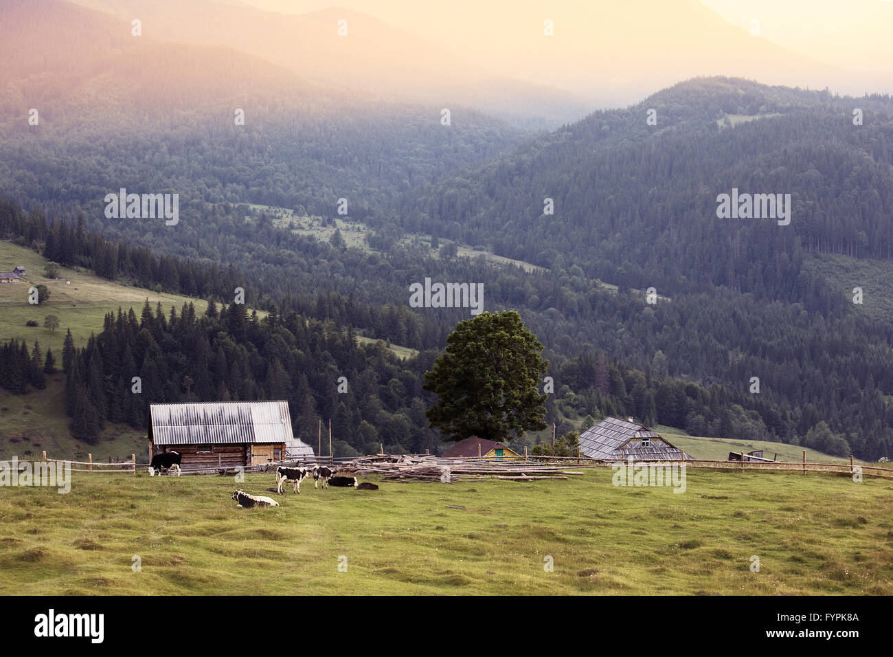 Cow carpathian mountains ukraine hi-res stock photography and images ...