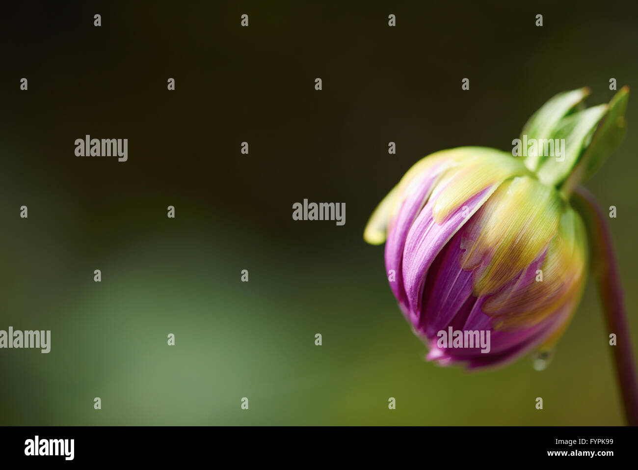 Dhalia Flowers High Resolution Stock Photography and Images - Alamy