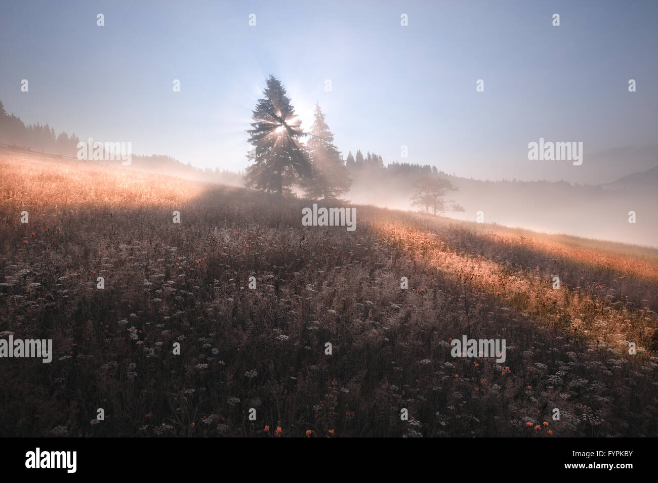 Foggy sun rays hi-res stock photography and images - Alamy