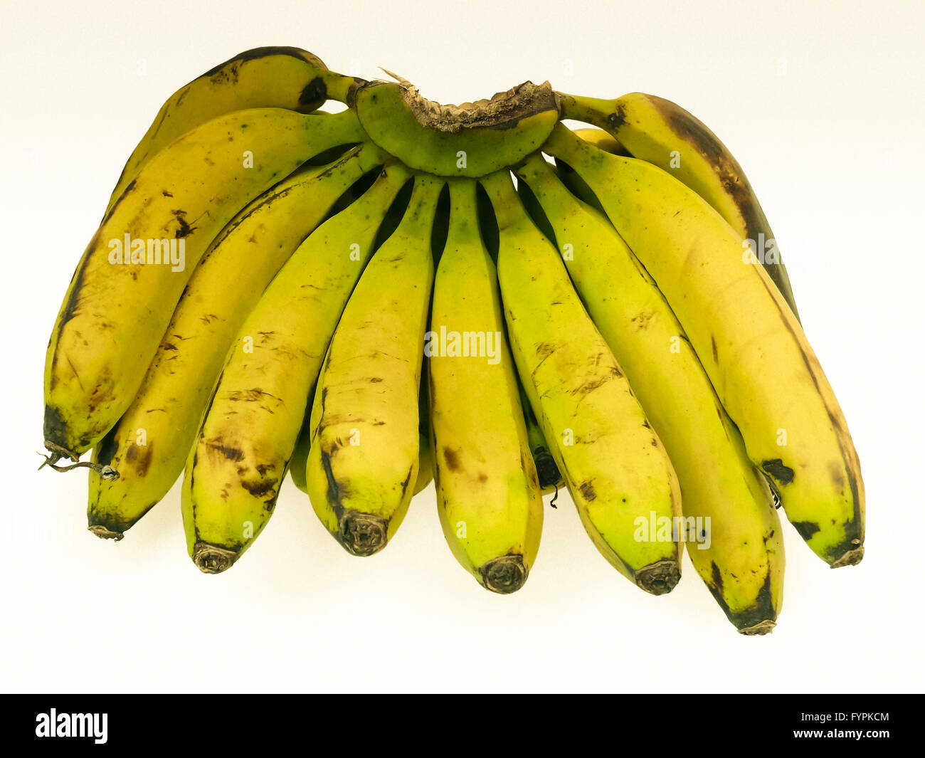 Musa x paradisiaca hi-res stock photography and images - Alamy