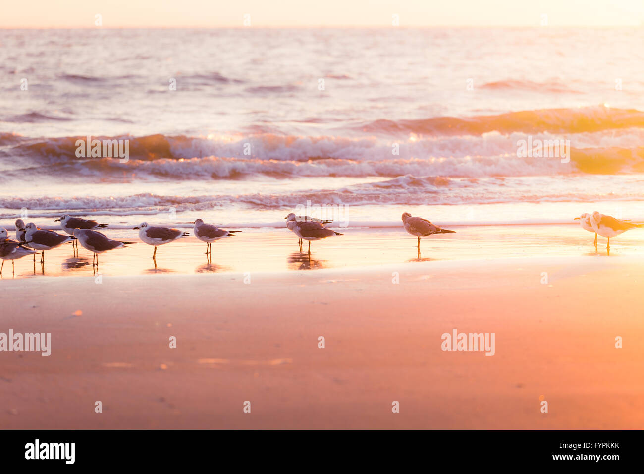Seagulls on the beach Stock Photo - Alamy