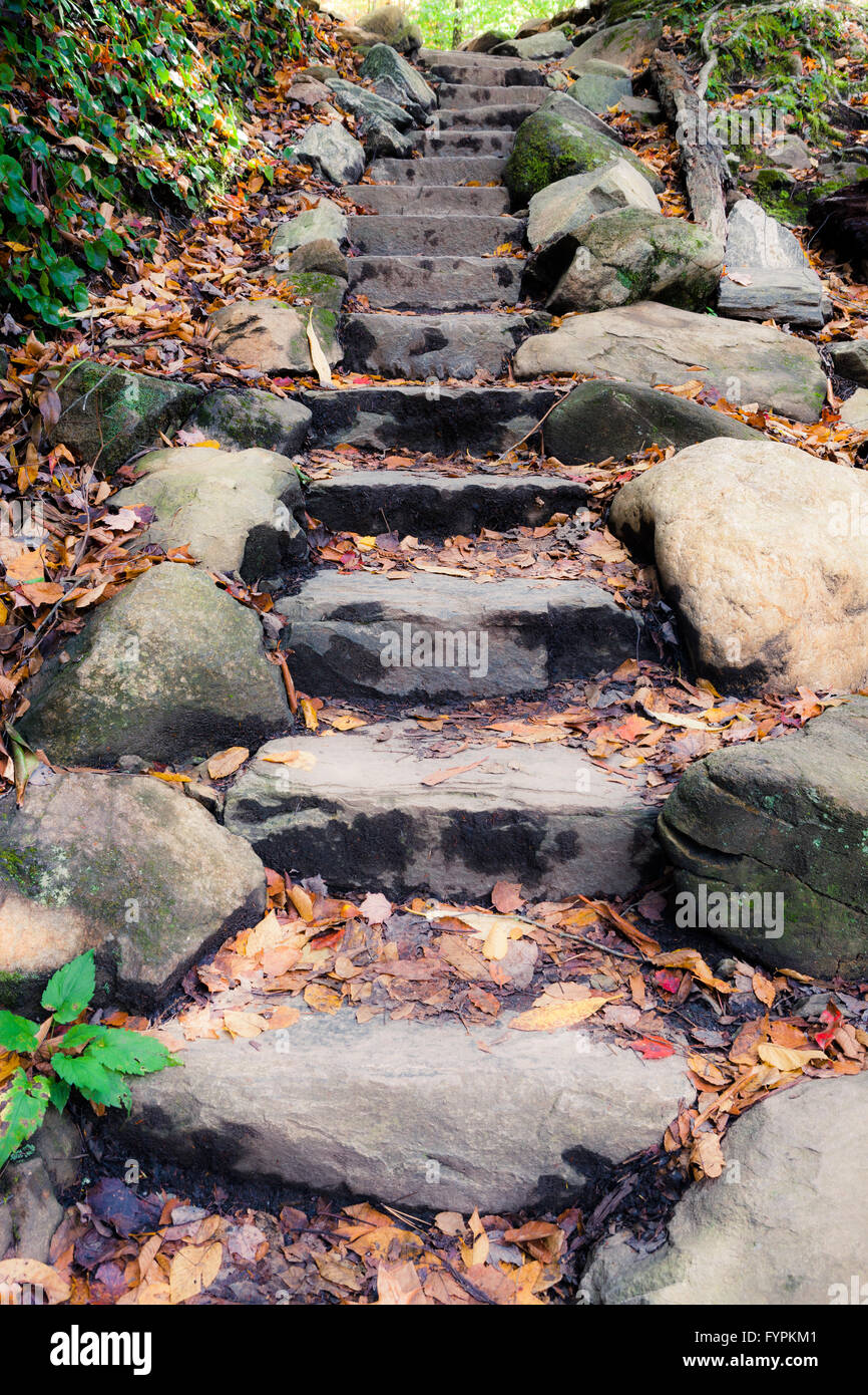 Stone pathway at the forest Stock Photo - Alamy