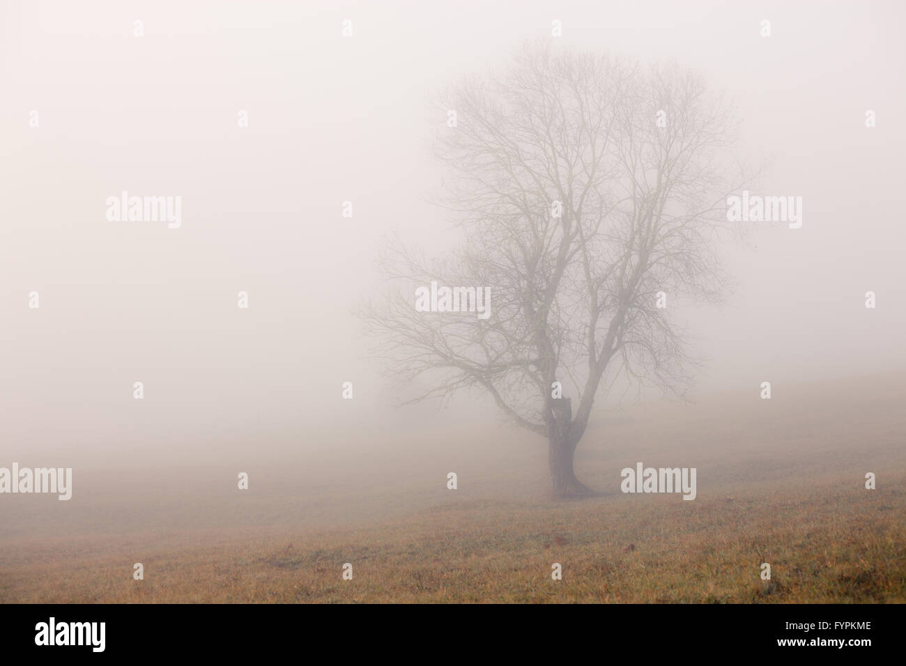 Lonely tree morning hi-res stock photography and images - Alamy