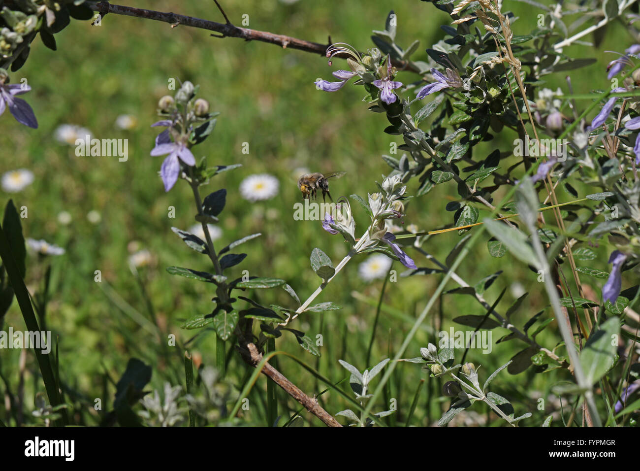 honey bee heading for teucrium fruticans flower or tree germander or ...
