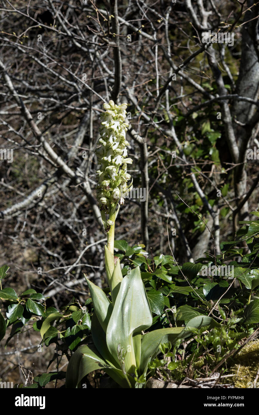 Himantoglossum robertianum var. album, Giant Orchid, growing on a rocky ...