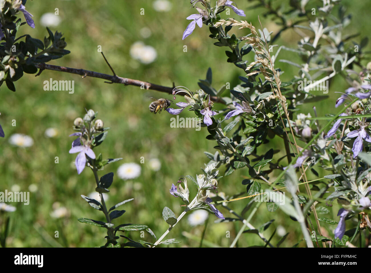 Teucrium fruticans hi-res stock photography and images - Alamy