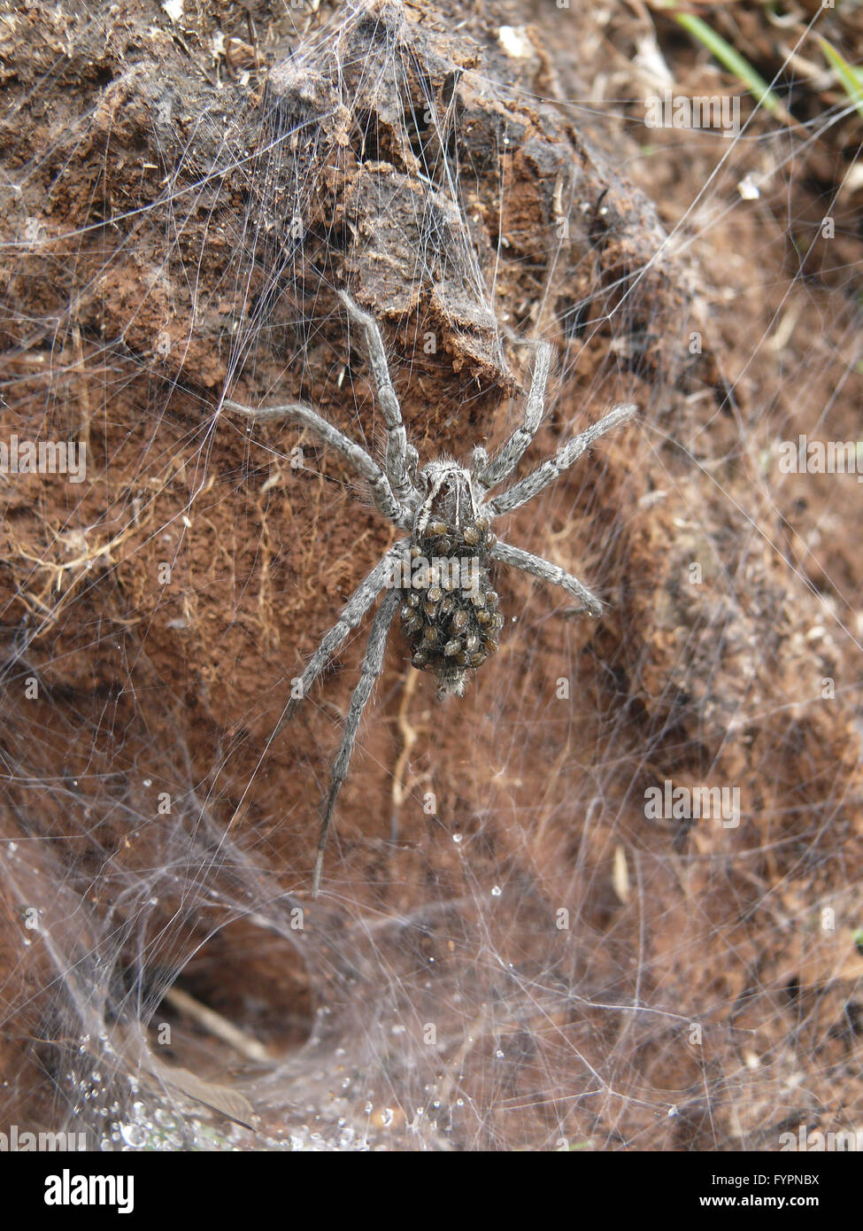 Tunnel spider in web hi-res stock photography and images - Alamy