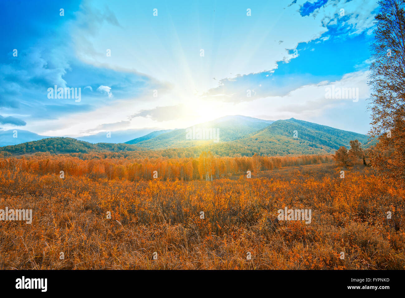 Siberia taiga sunset hi-res stock photography and images - Alamy