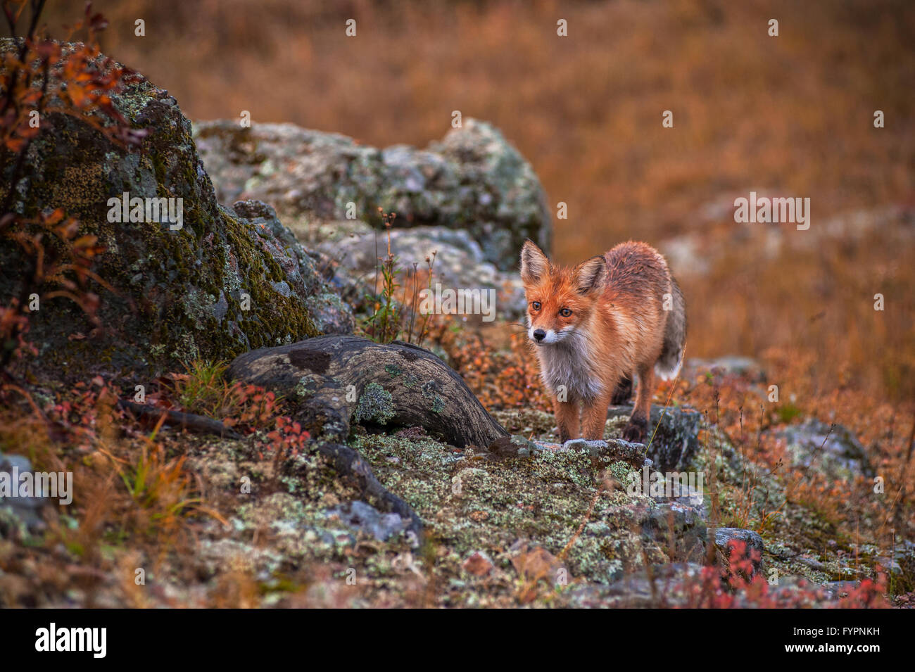 Female red foxes hi-res stock photography and images - Alamy
