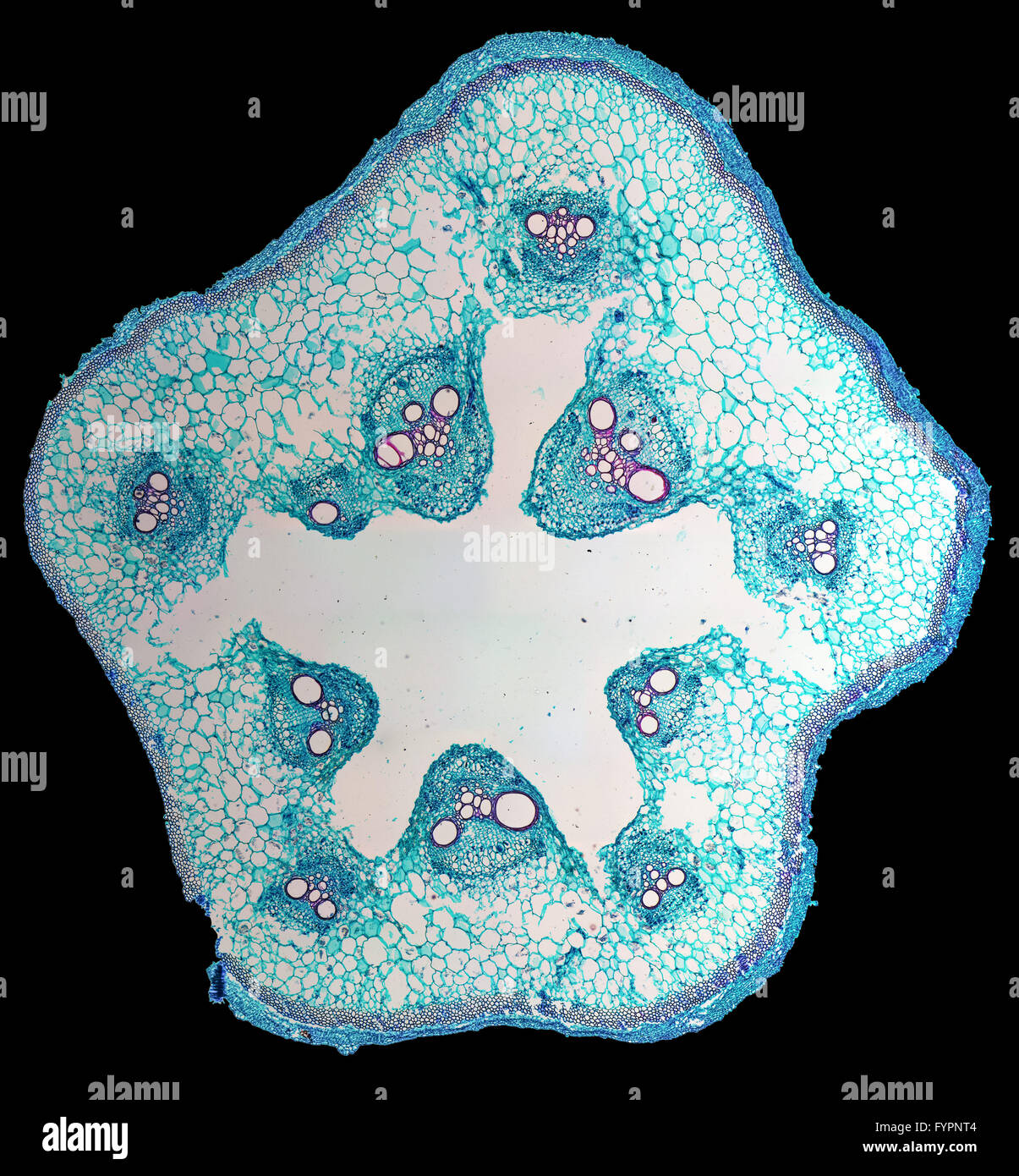 Light microscope cross section stem hi-res stock photography and images ...