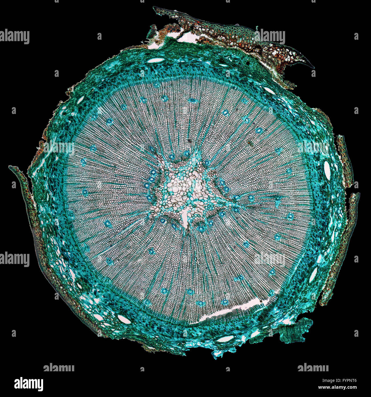 Wood cross section micrograph hi-res stock photography and images - Alamy