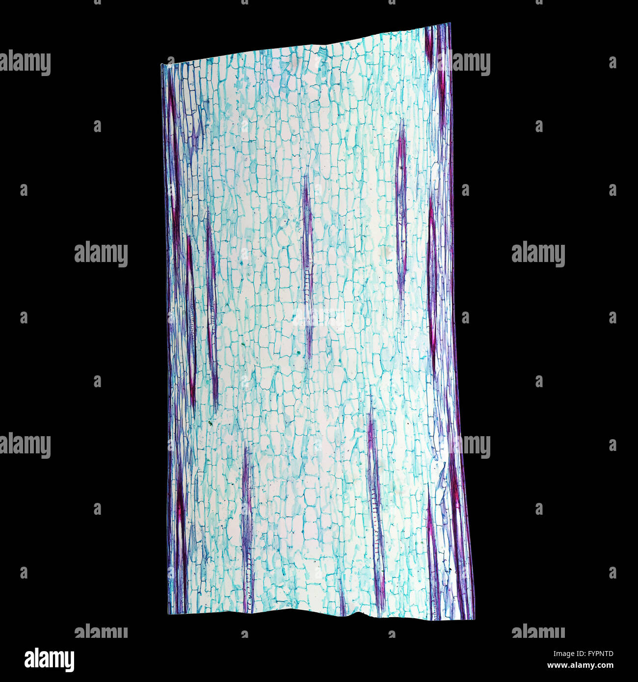 Corn stem micrograph Stock Photo: 103147645 - Alamy