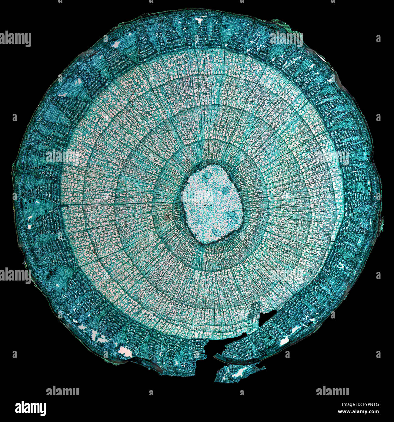 Tilia stem micrograph Stock Photo - Alamy Tilia stem micrograph Stock Photo - Alamy