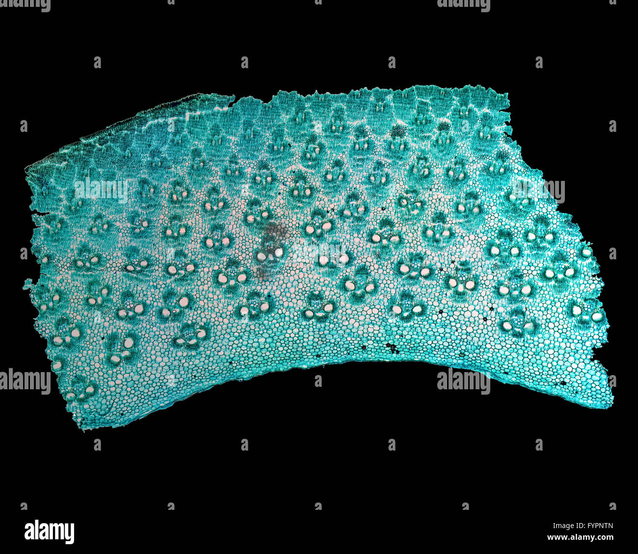Bamboo stem micrograph Stock Photo - Alamy Bamboo stem micrograph Stock Photo - Alamy