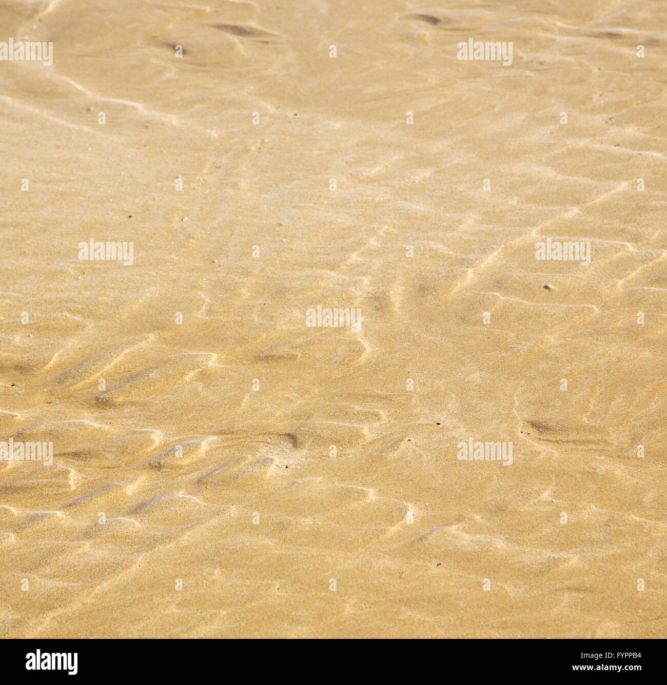 dune morocco in africa brown coastline wet sand beach near atlantic ...