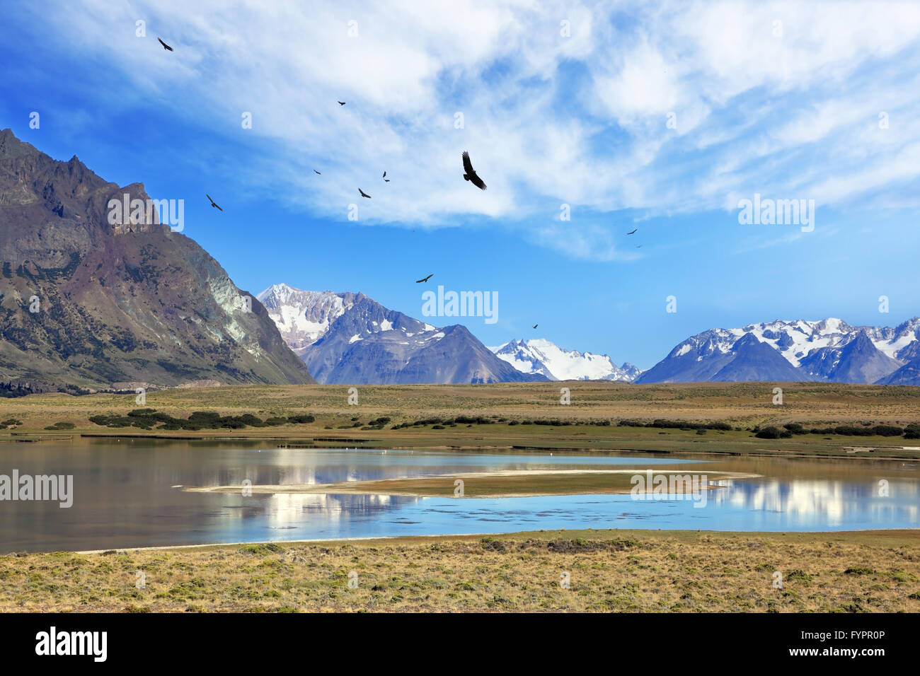 The flock of Andean condors flying on the lake Stock Photo - Alamy
