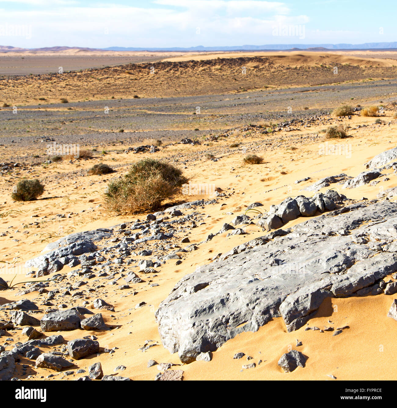 Human Fossils Sahara Desert at Oliver Packham blog