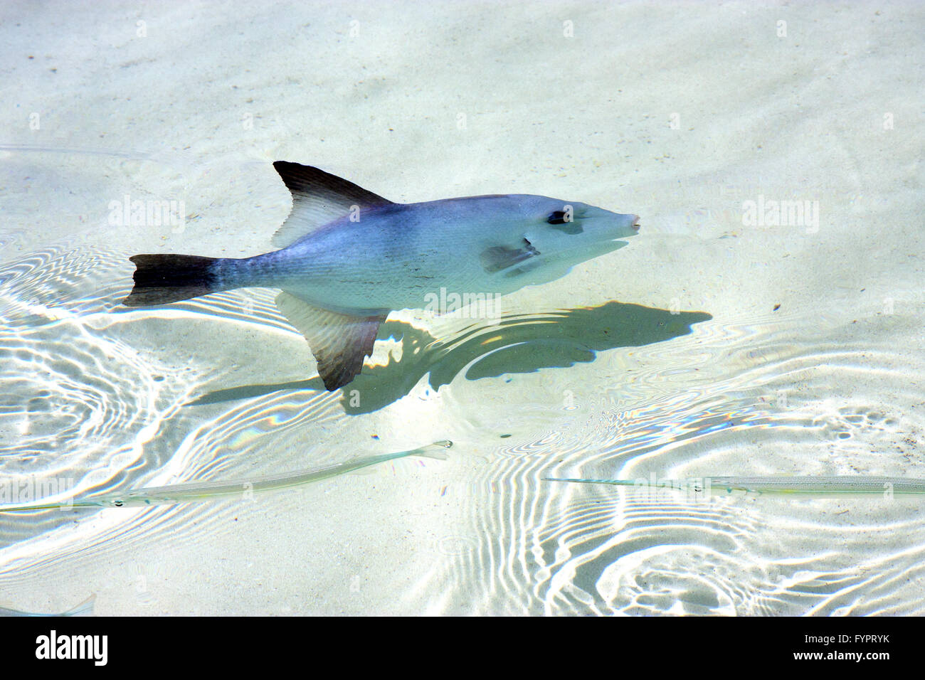 little fish isla contoy in day wave Stock Photo - Alamy