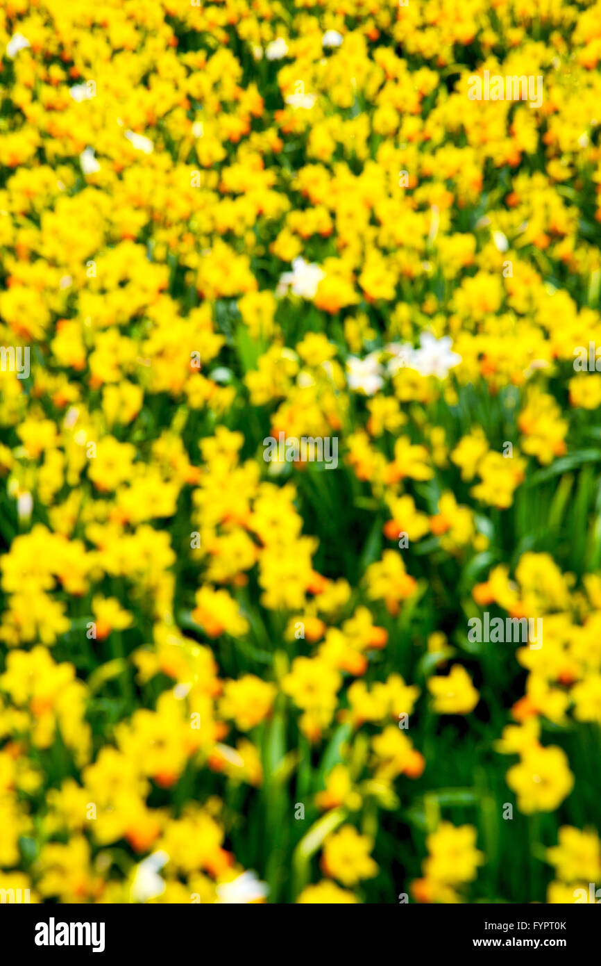 in london yellow flower field and spring Stock Photo - Alamy