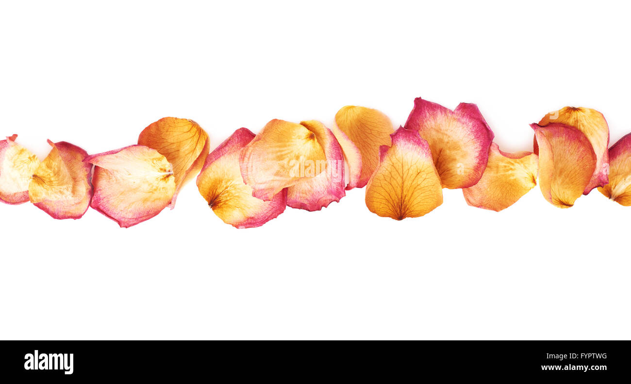 Line made of pink rose petals as a romantic composition over white ...