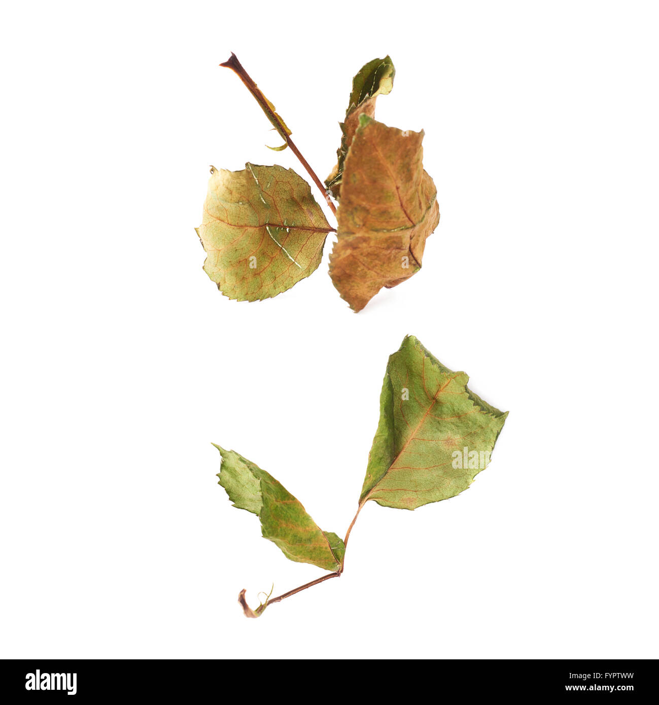 Dried rose leaf over white isolated background Stock Photo - Alamy