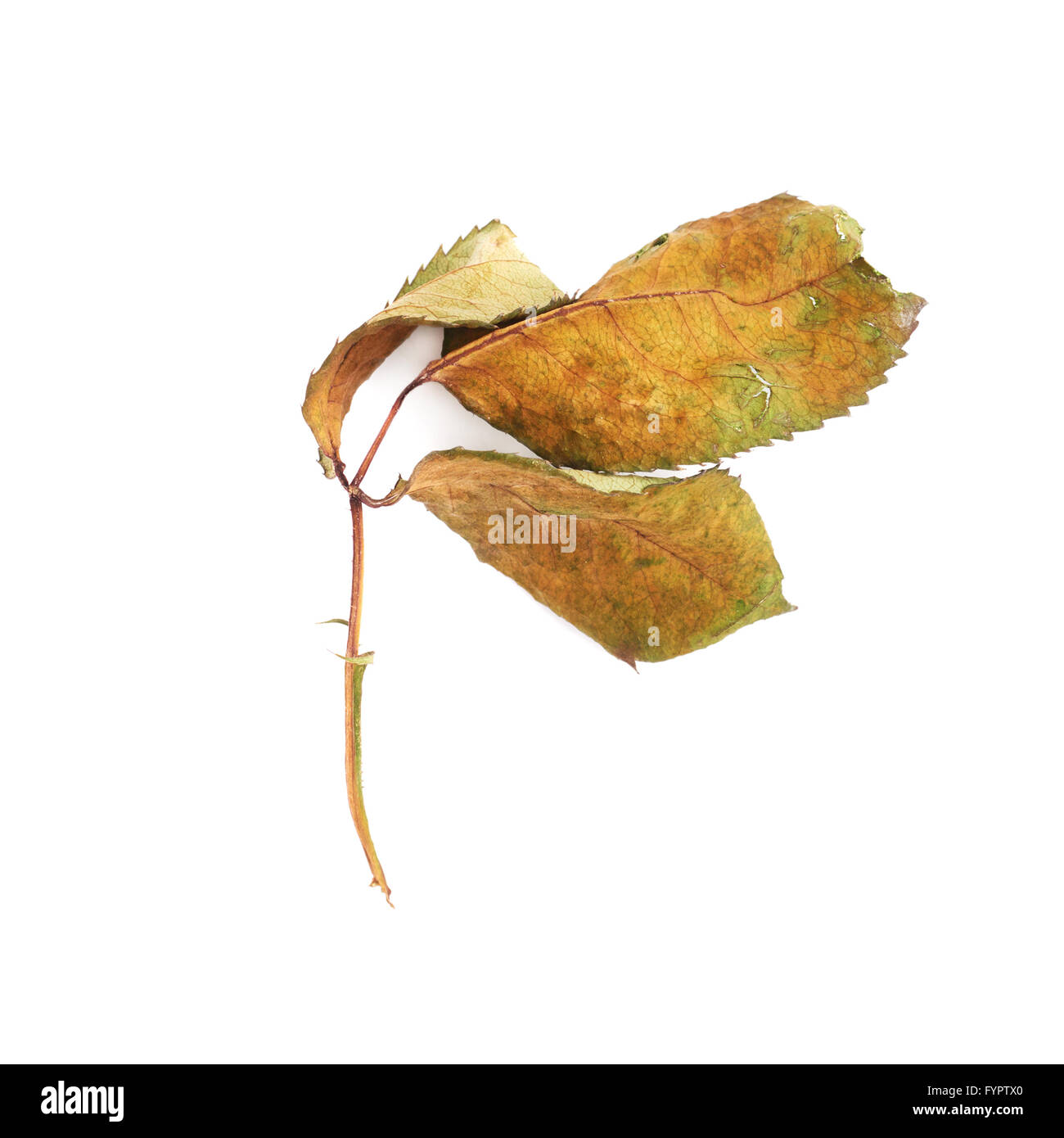 Dried rose leaf over white isolated background Stock Photo - Alamy
