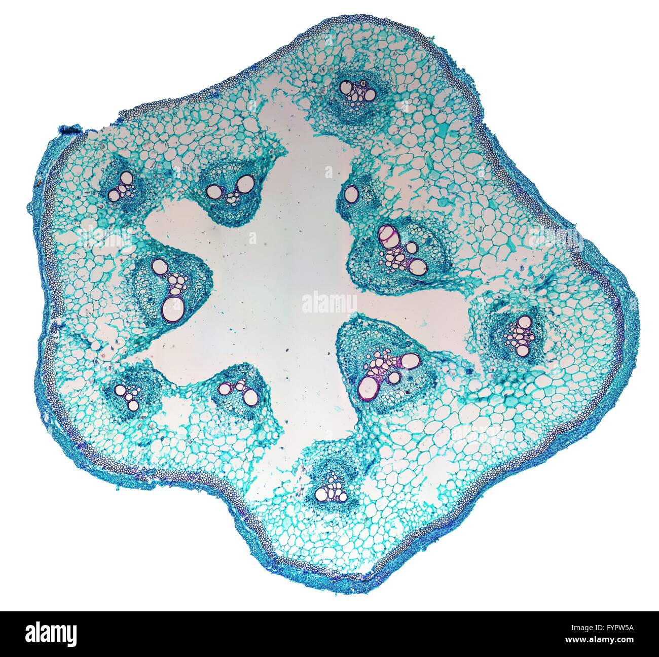 Light Microscope Cross Section Stem Stock Photos & Light Microscope ...