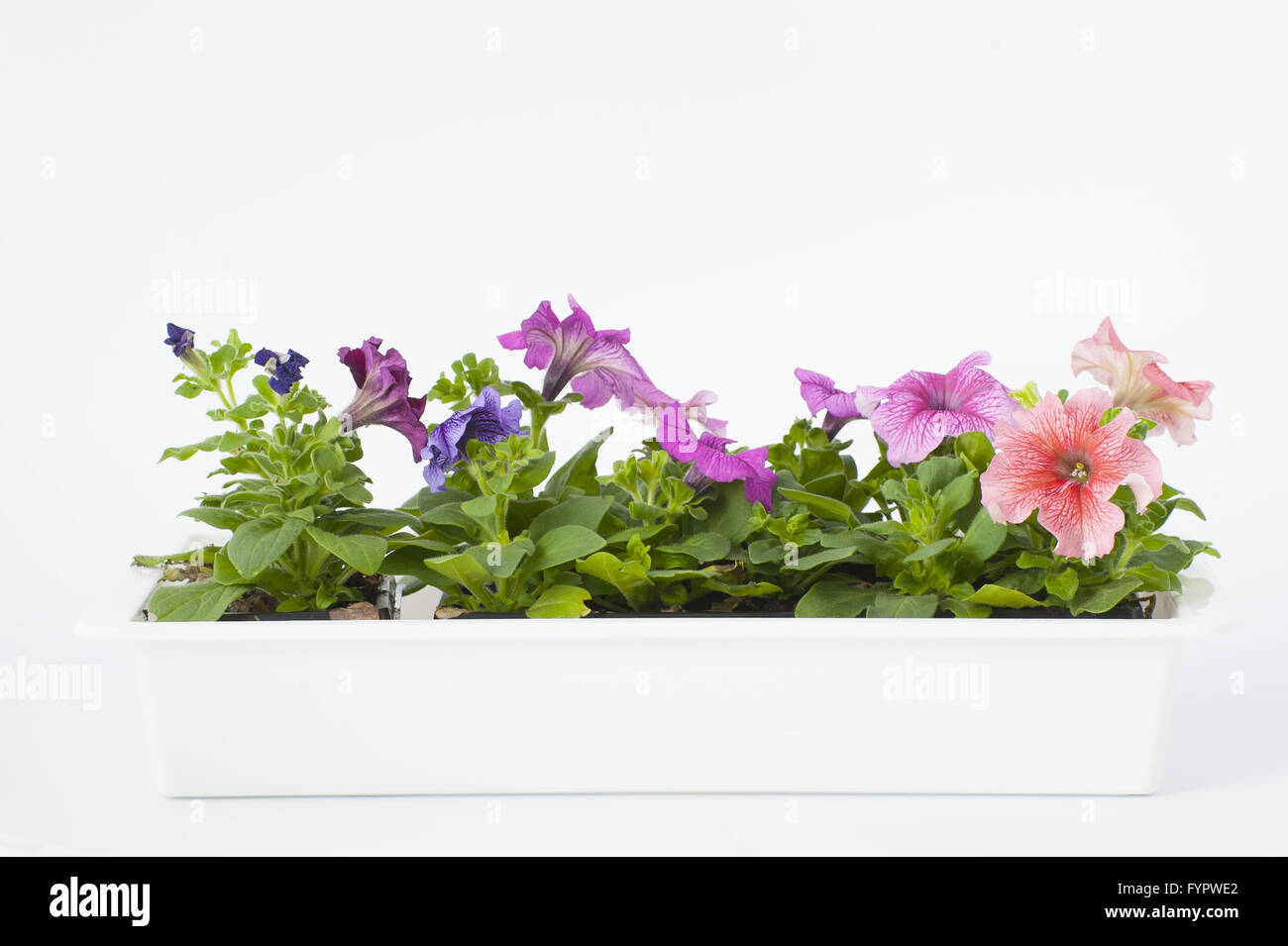 Petunia seedlings hi-res stock photography and images - Alamy