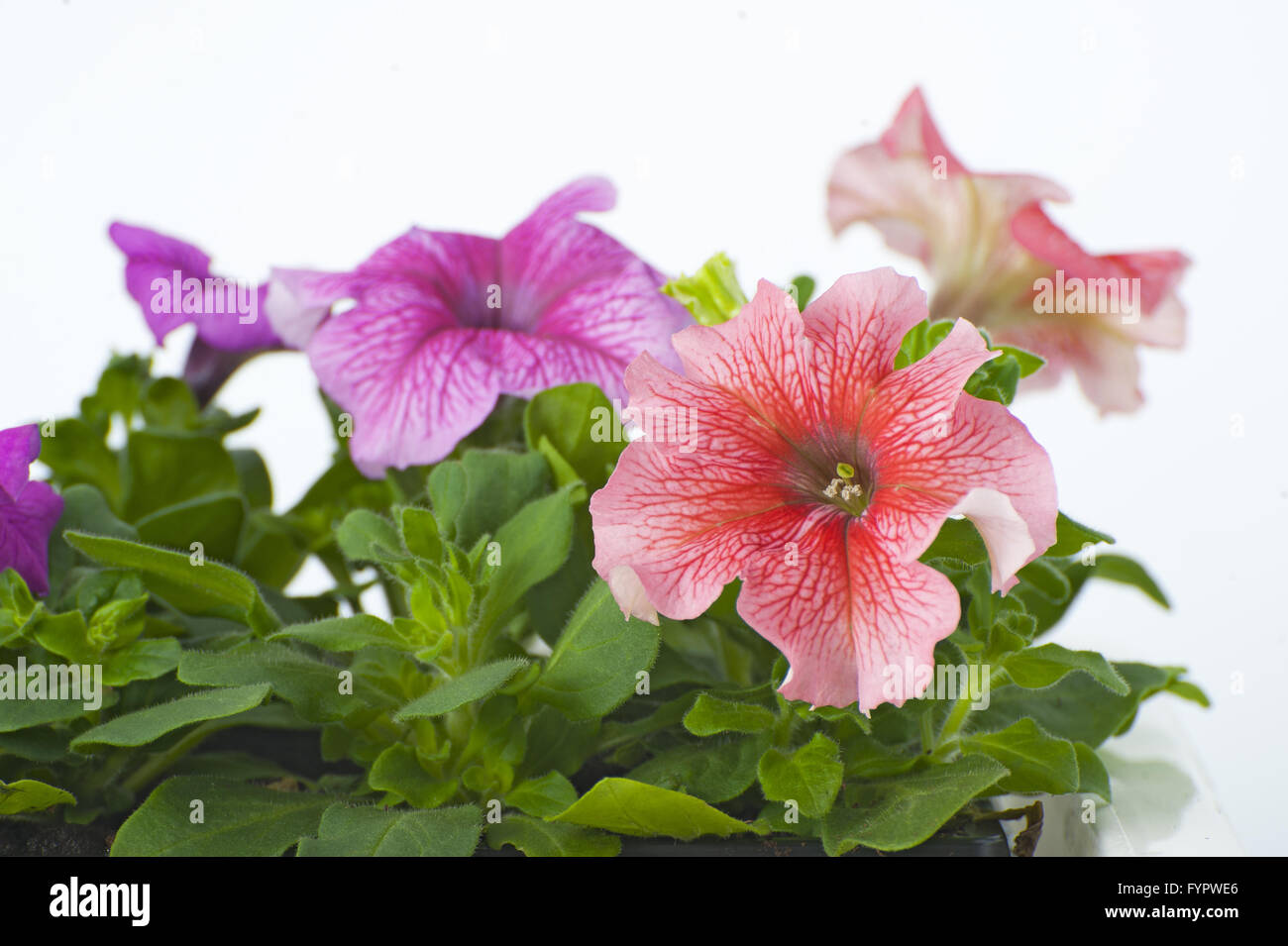 Petunia seedlings hi-res stock photography and images - Alamy