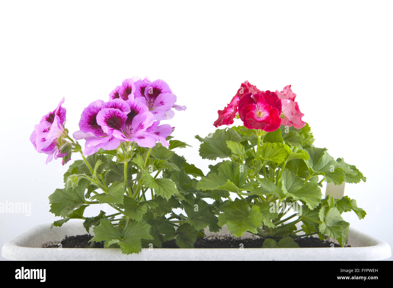 Pelargonium pots hi-res stock photography and images - Alamy