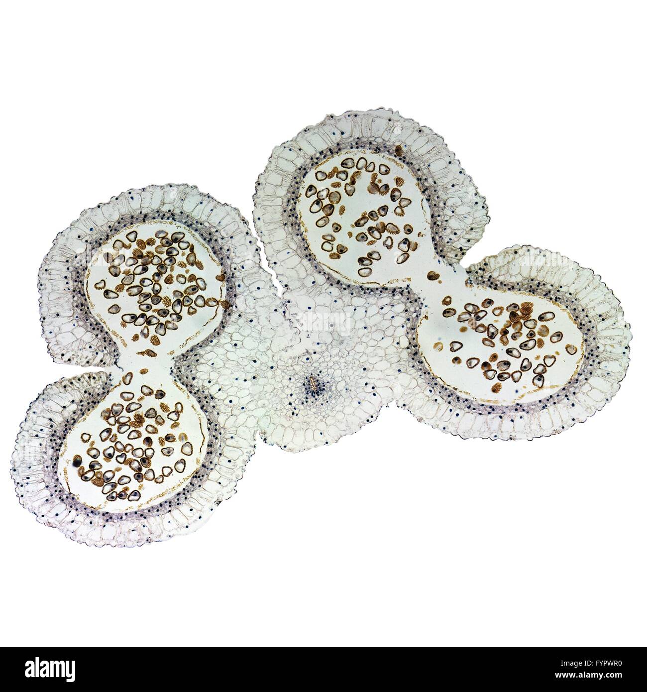 Lily Anther High Resolution Stock Photography and Images - Alamy