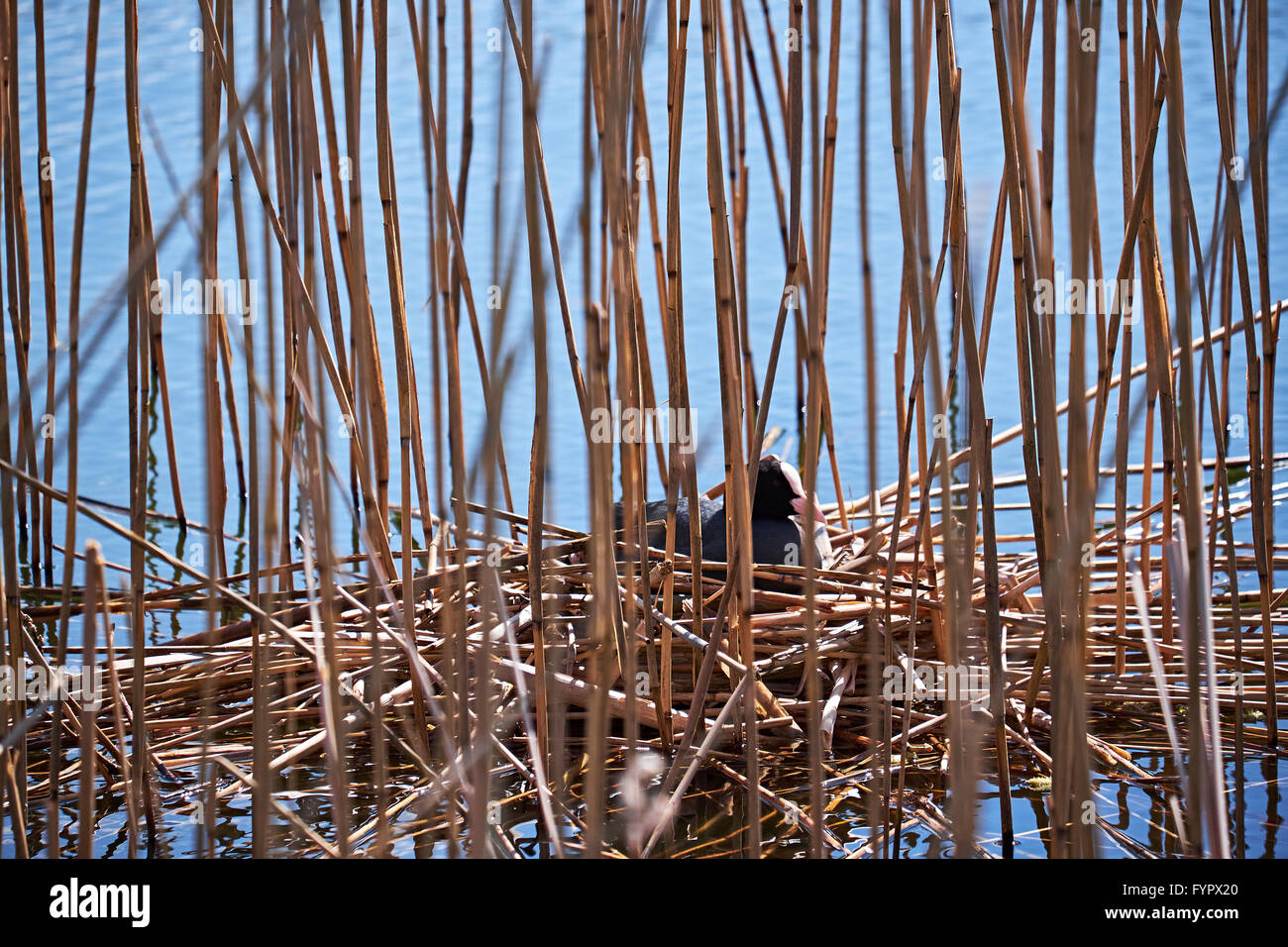 Female coot lying on her nest made of reeds floating on the water of a ...